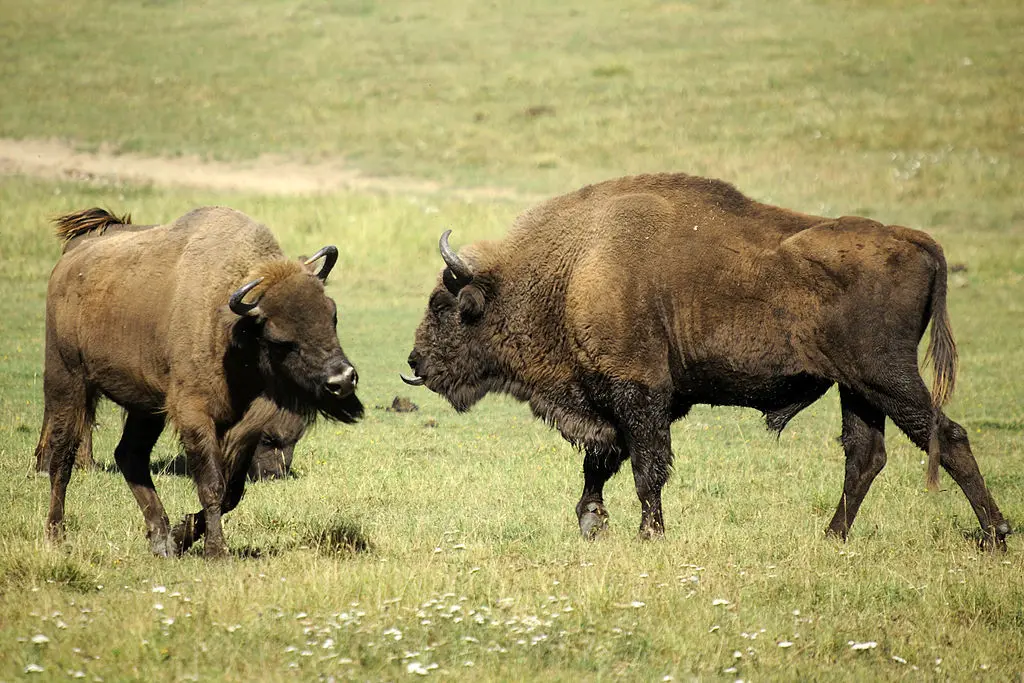 Aire De Répartition Du Bison D'europe