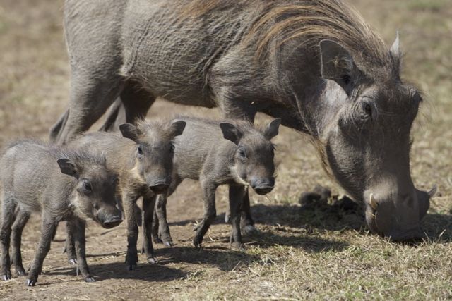 Les phacochères, des animaux assez répandus