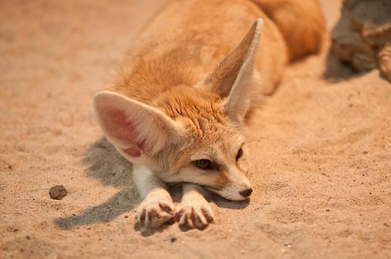Espèce en voie de disparition, Espèces menacées | Natura Sciences