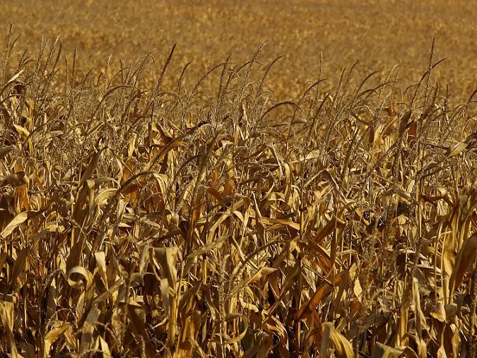 Quels impacts de la pollution de l'air sur l'agriculture? | Natura