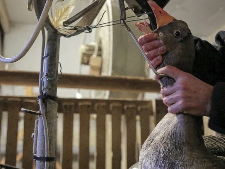 Foie gras et gavage : une torture haut de gamme, selon L214