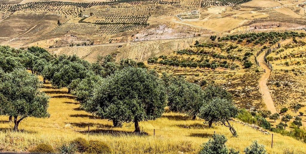 La Jordanie désertique fera bientôt renaître ses forêts - Natura Sciences
