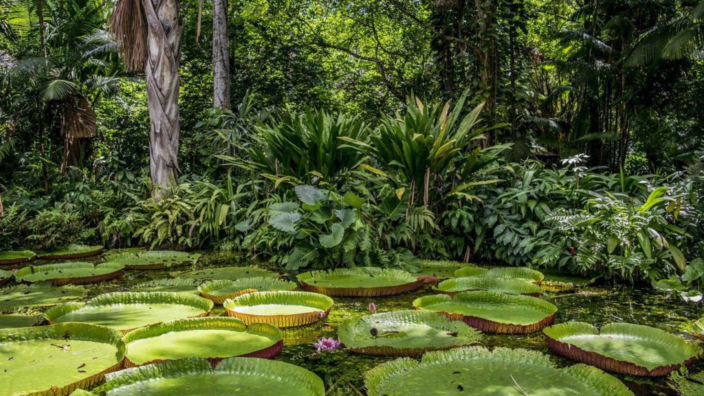 Amazonie : sur les traces des protecteurs de la biodiversité, sur 6Play